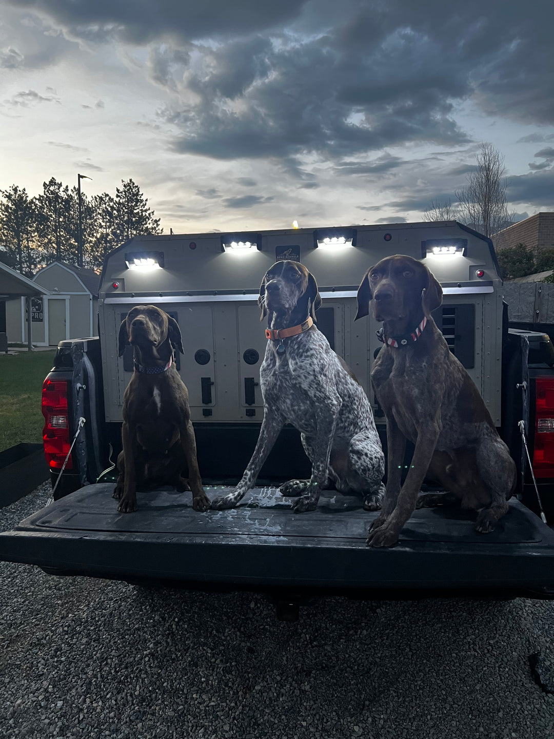 Havoc – BPRO Kennels | Premier Dog Boxes