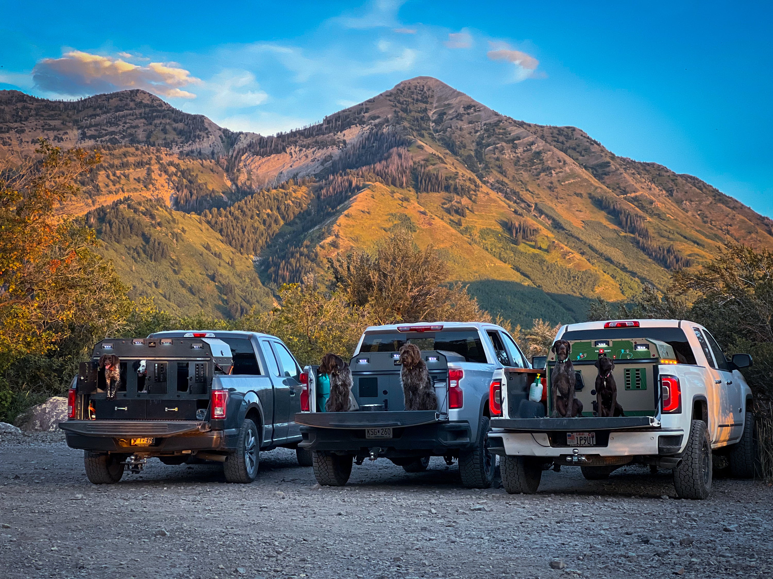 BPro Kennels | Premium Dog Boxes – BPRO Kennels | Premier Dog Boxes